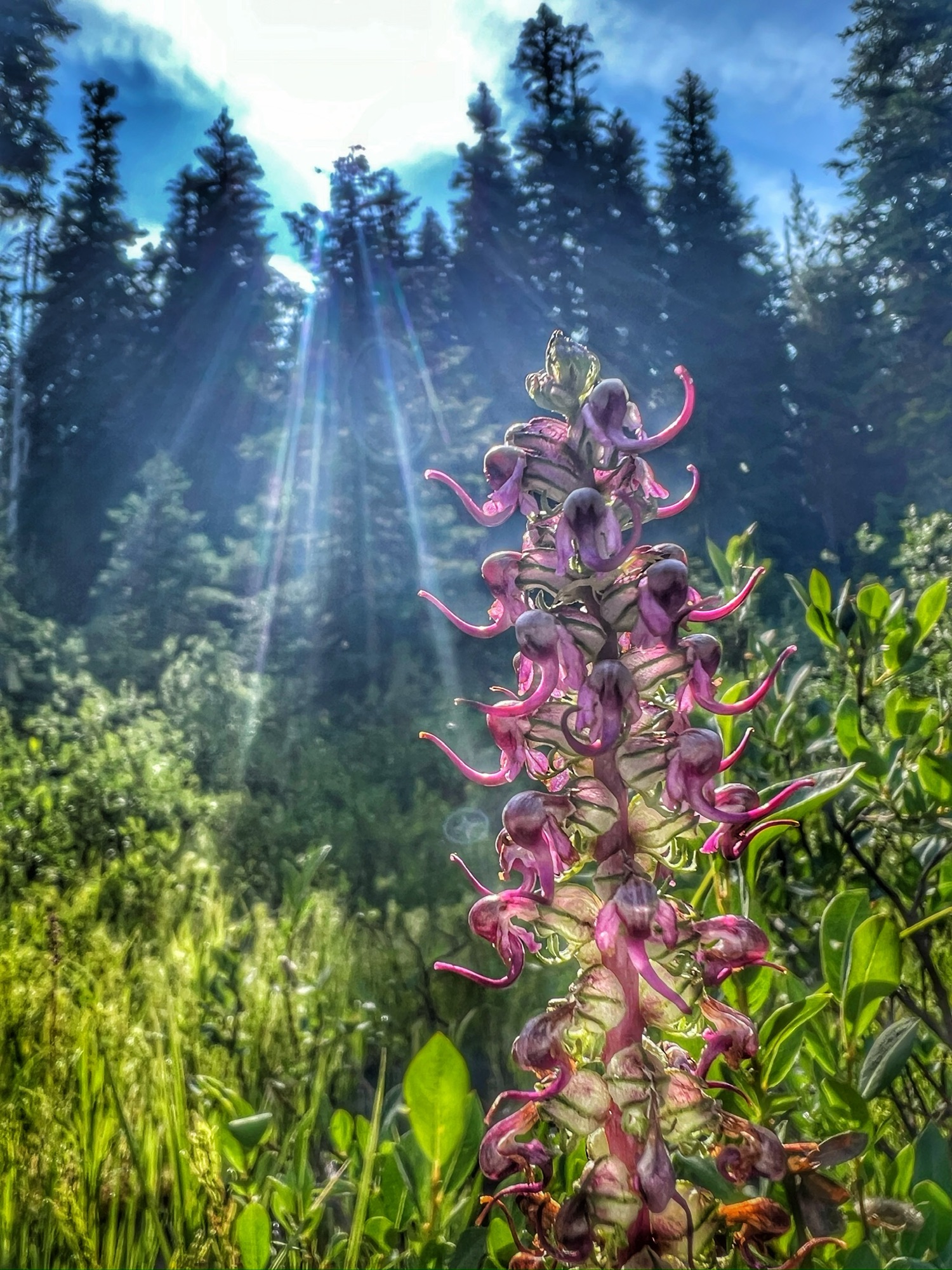 Old McKenzie Highway | Oregon – Tabitha Crystal Eck