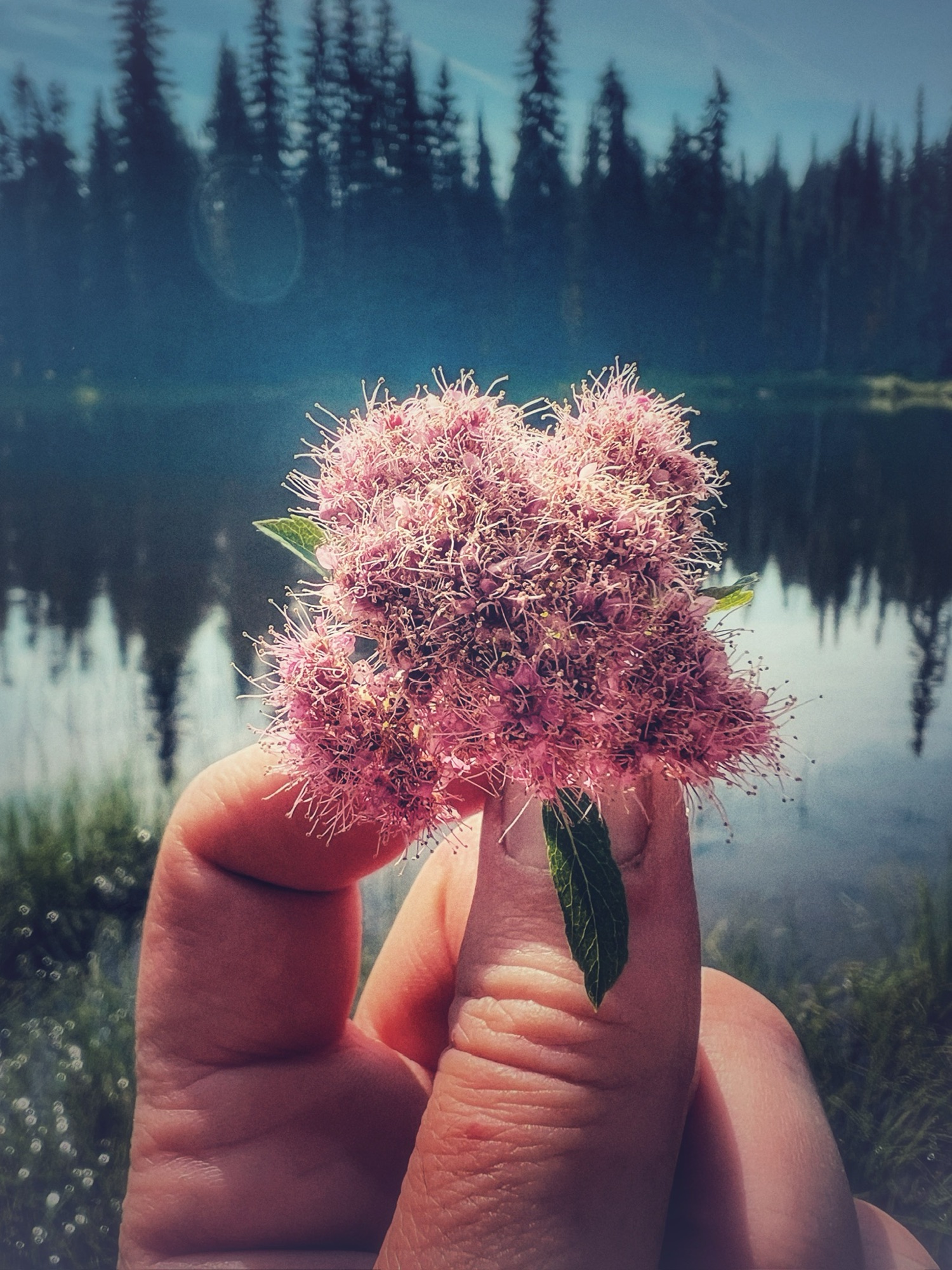 Old McKenzie Highway | Oregon – Tabitha Crystal Eck